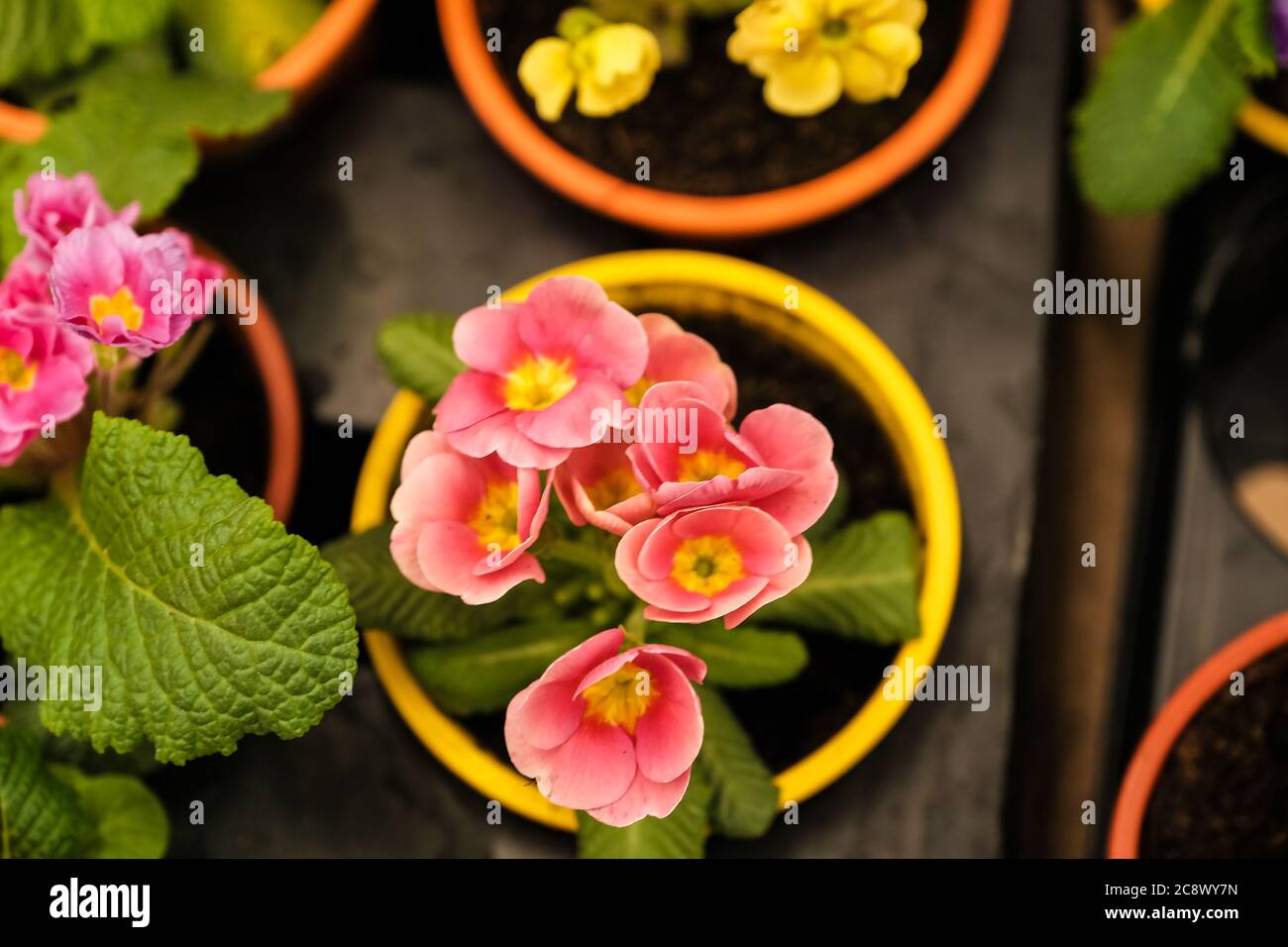 Evening primrose greenhouse hi-res stock photography and images - Alamy