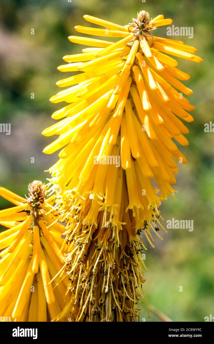 Tubular orange flowers hi-res stock photography and images - Alamy