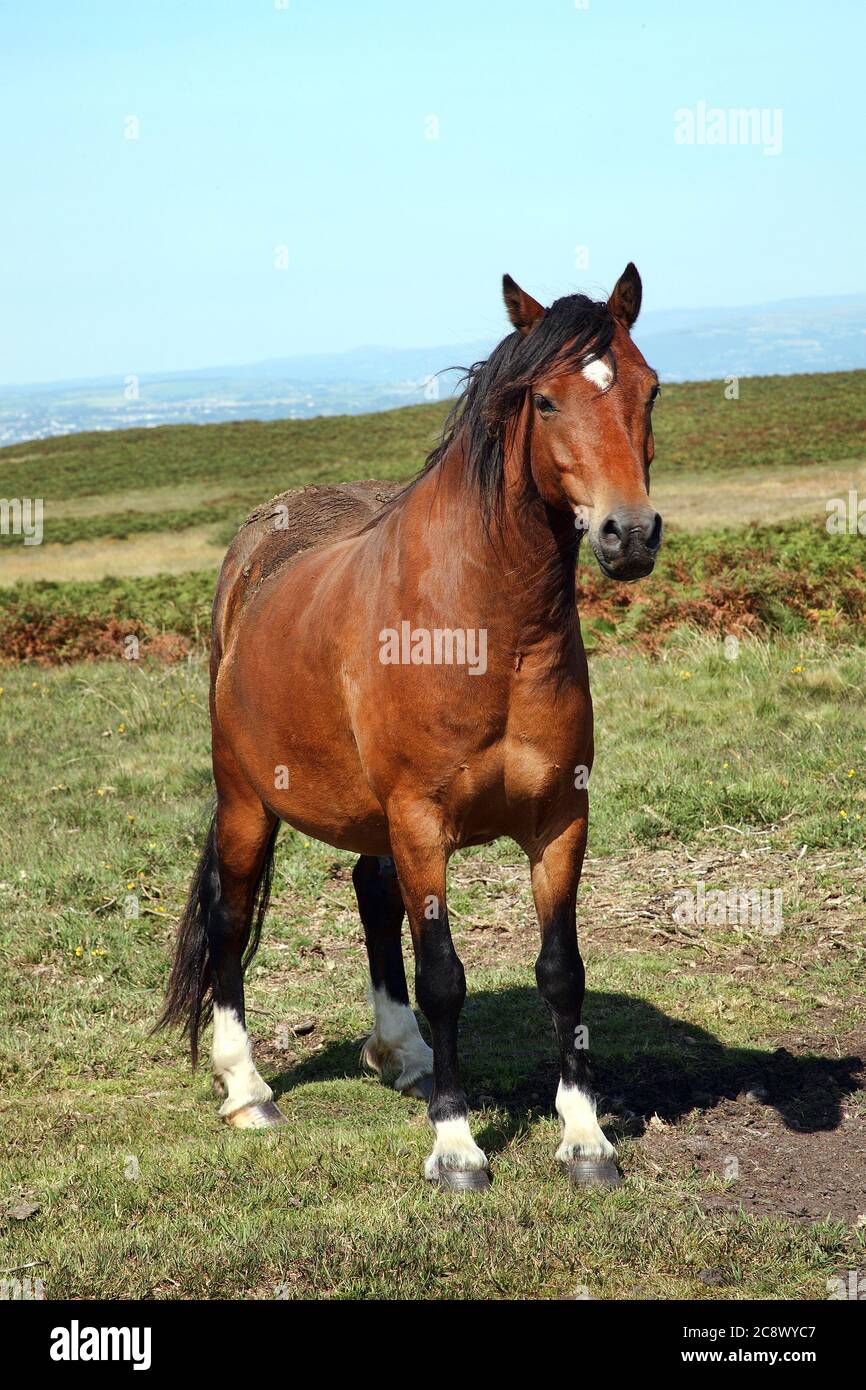 Horse trekking wales hi-res stock photography and images - Alamy