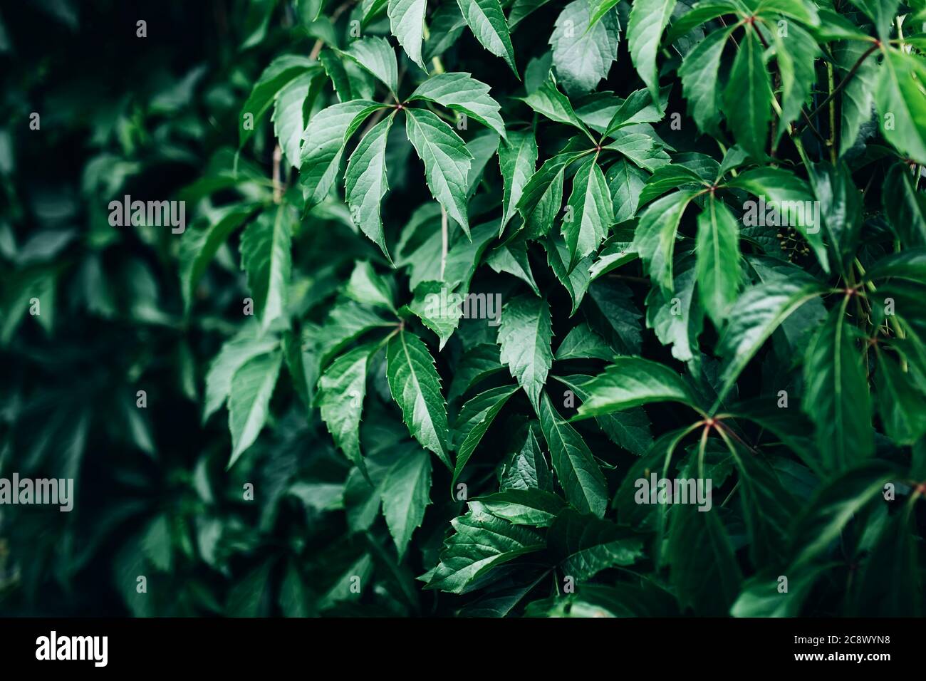 Lush green bushes and ferns hi-res stock photography and images - Alamy