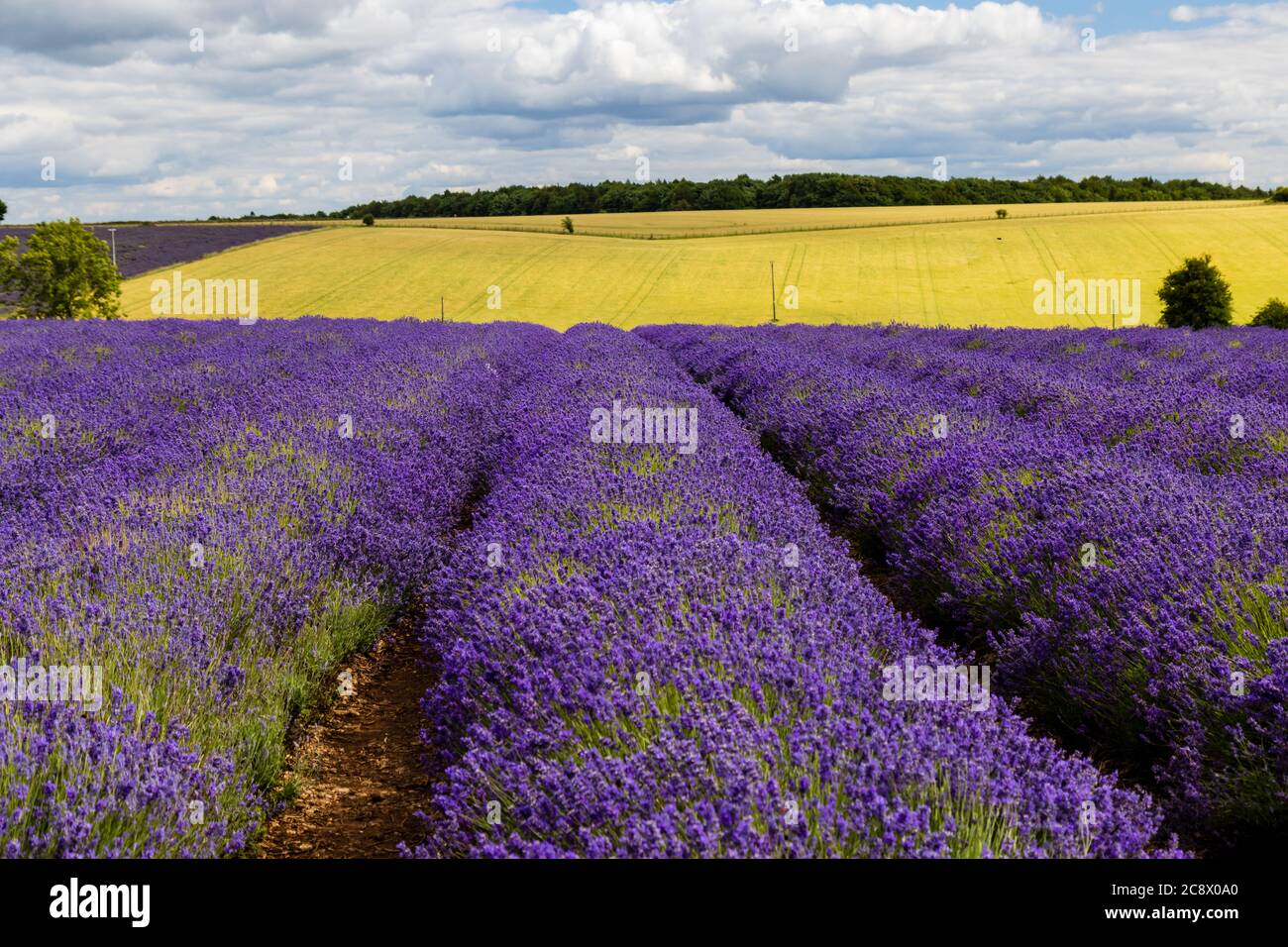 Rows of beautiful Lavender flowers in the English countryside in summer ...