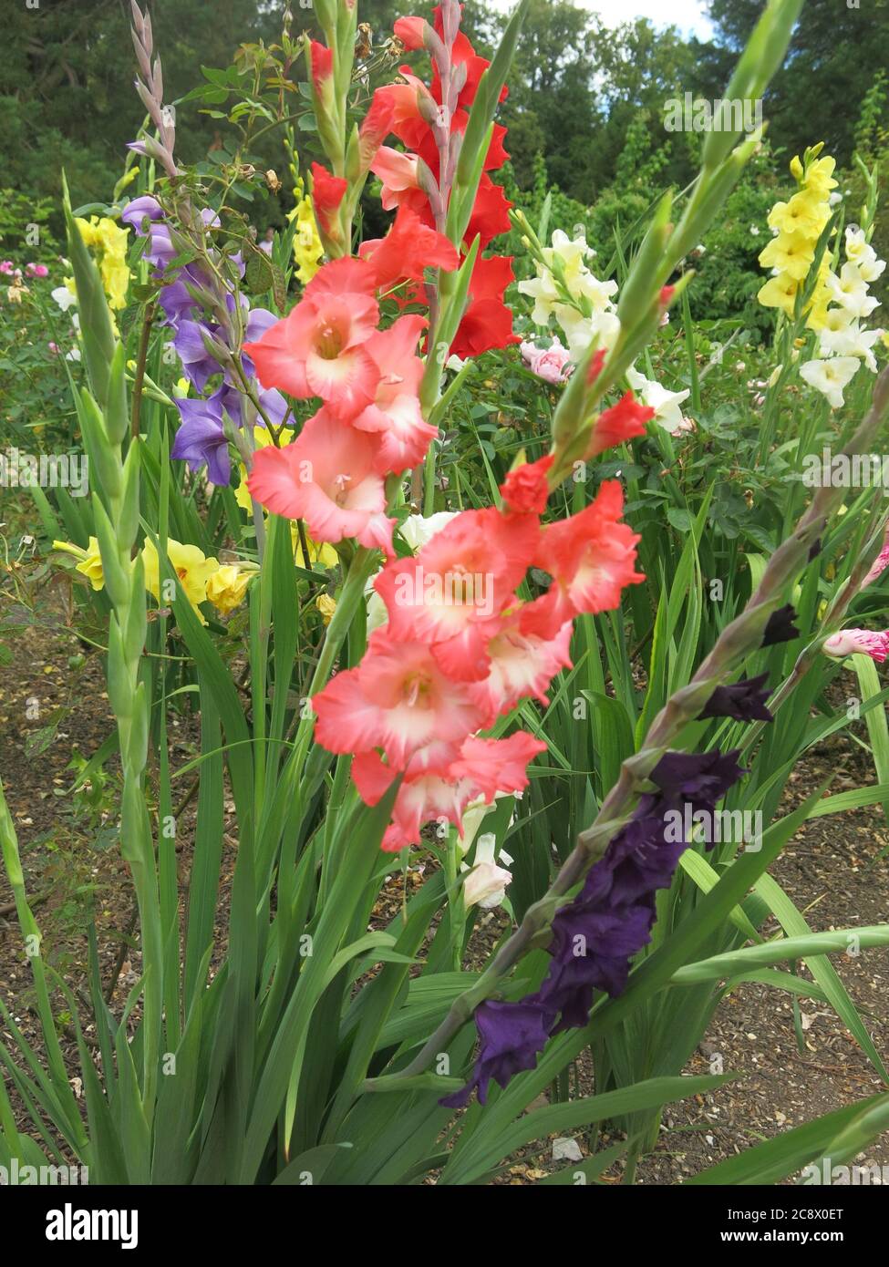 Grown from corms, gladioli provide tall spires of bright colourful ...