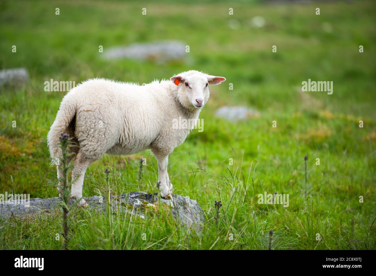 Norway sheep hi-res stock photography and images - Alamy