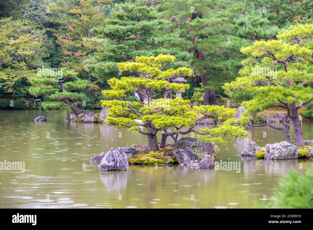 Little tree in a lake in Japan Stock Photo - Alamy