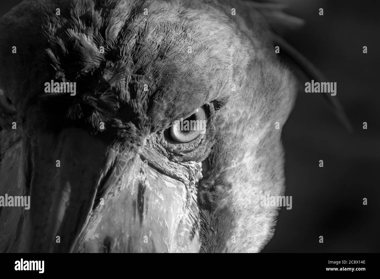 African shoebill Black and White Stock Photos & Images - Alamy