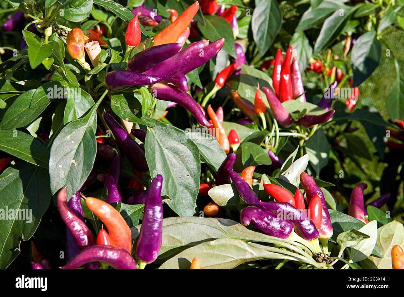 Chilli plants (Capsicum annuum Masquerade) for sale, Chili Fiesta, West ...