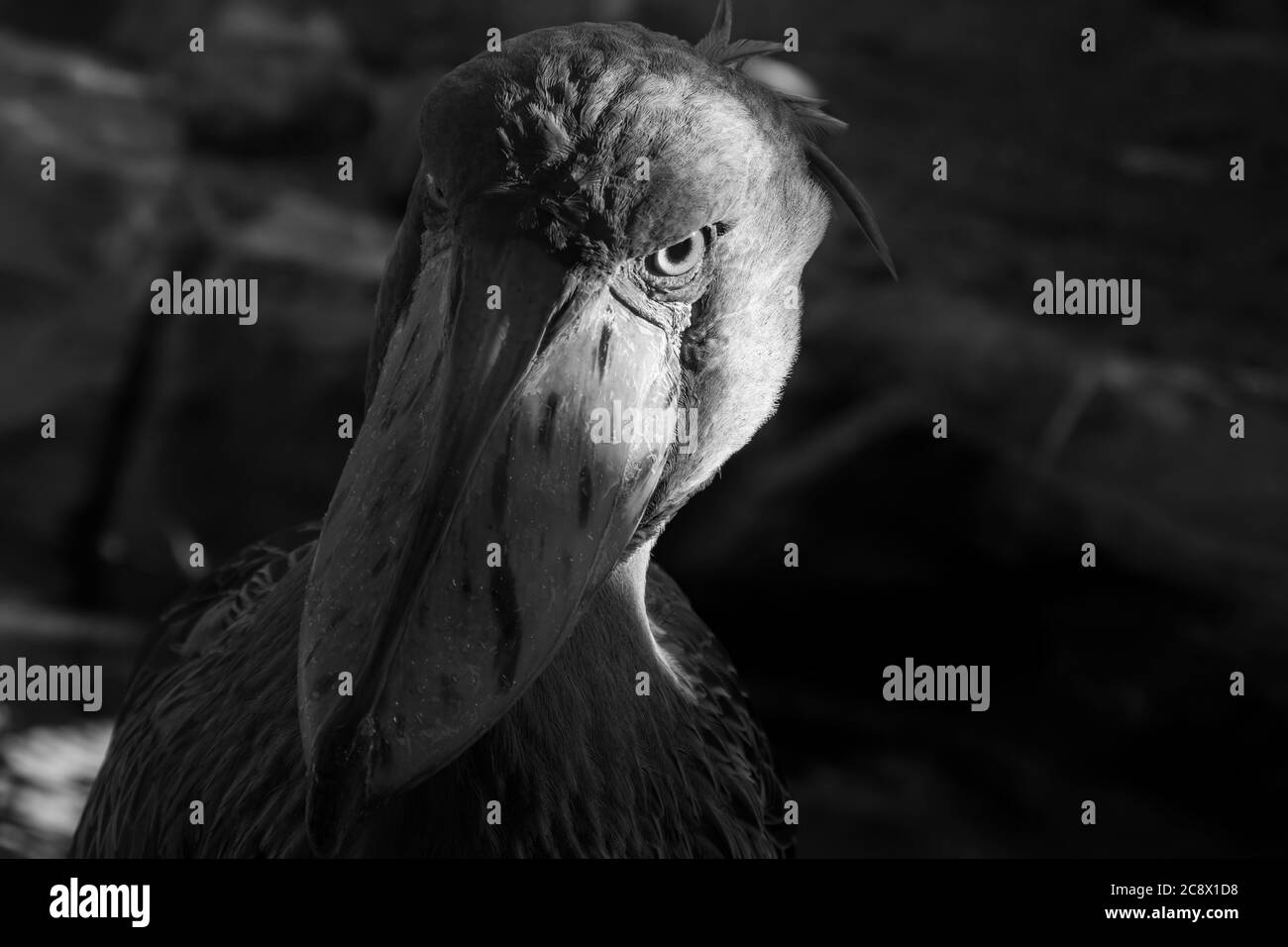 African shoebill Black and White Stock Photos & Images - Alamy