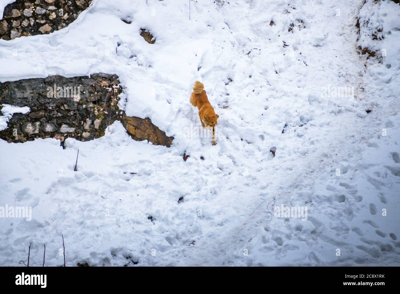 Himalayan dog hi-res stock photography and images - Alamy