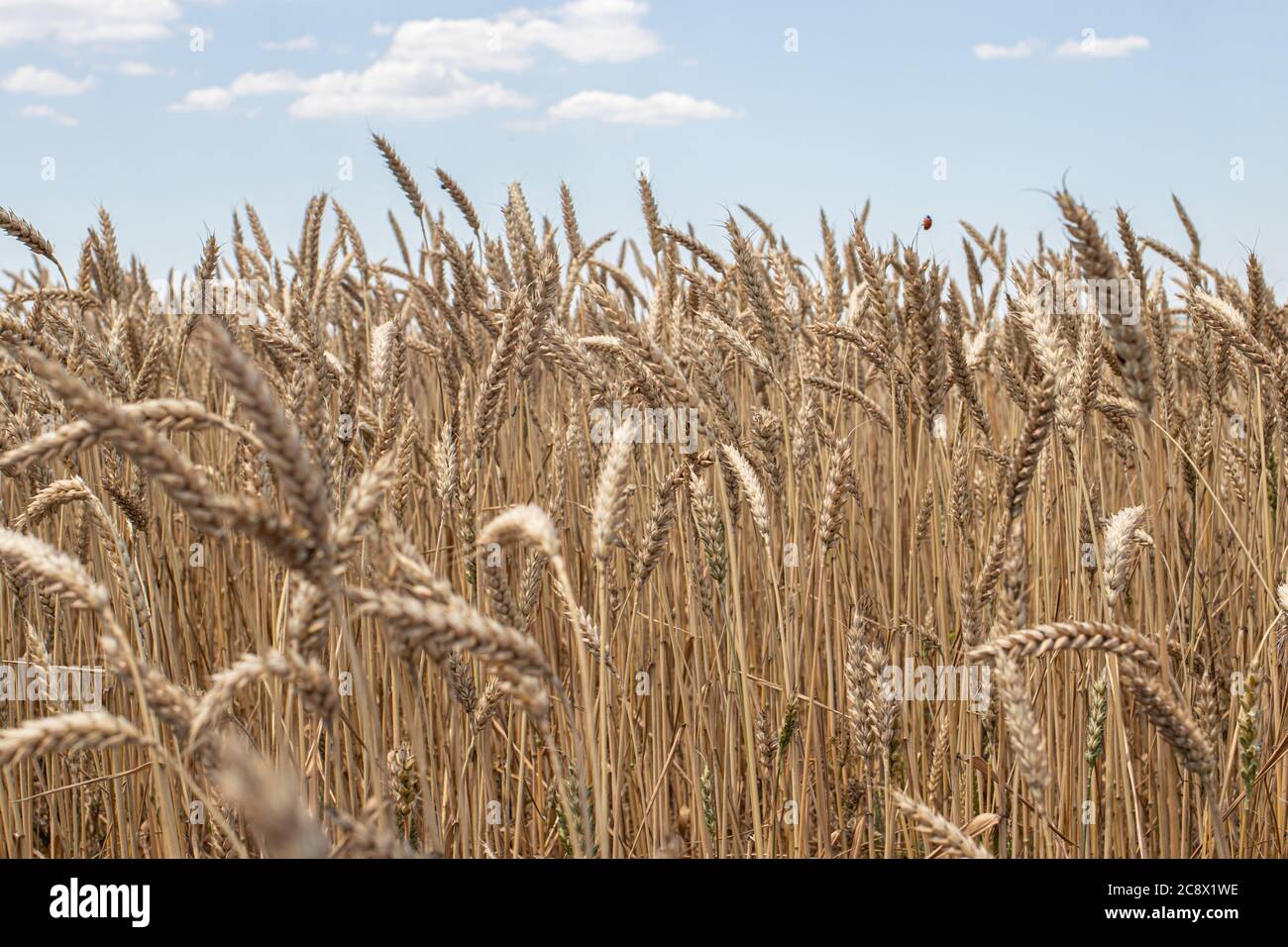 Yellow wheat field and blue sky in summer. The colors of the Ukrainian ...