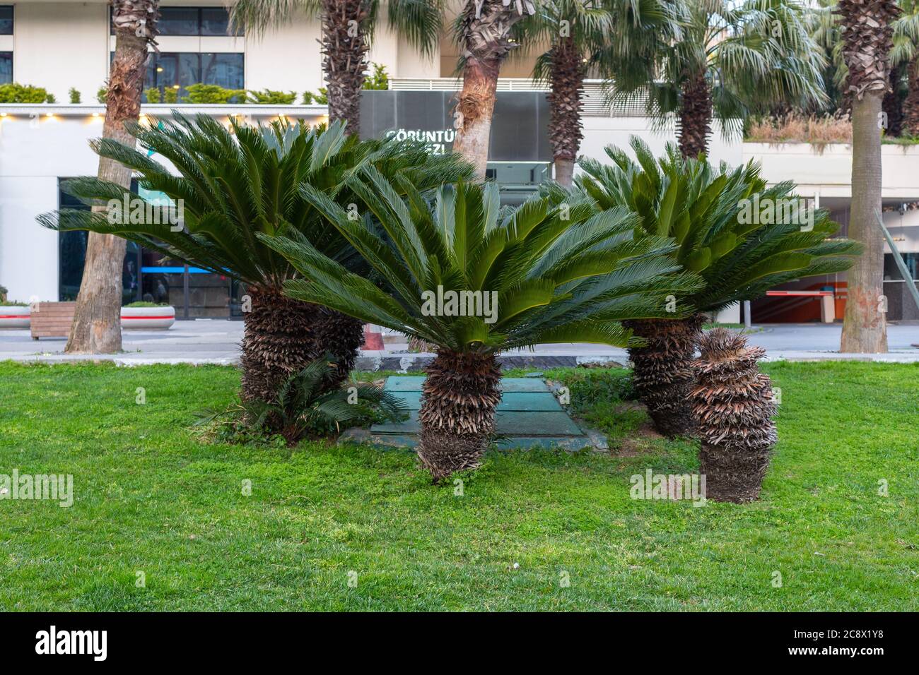 City landscaping with small palm trees along sidewalk in Fulya ...