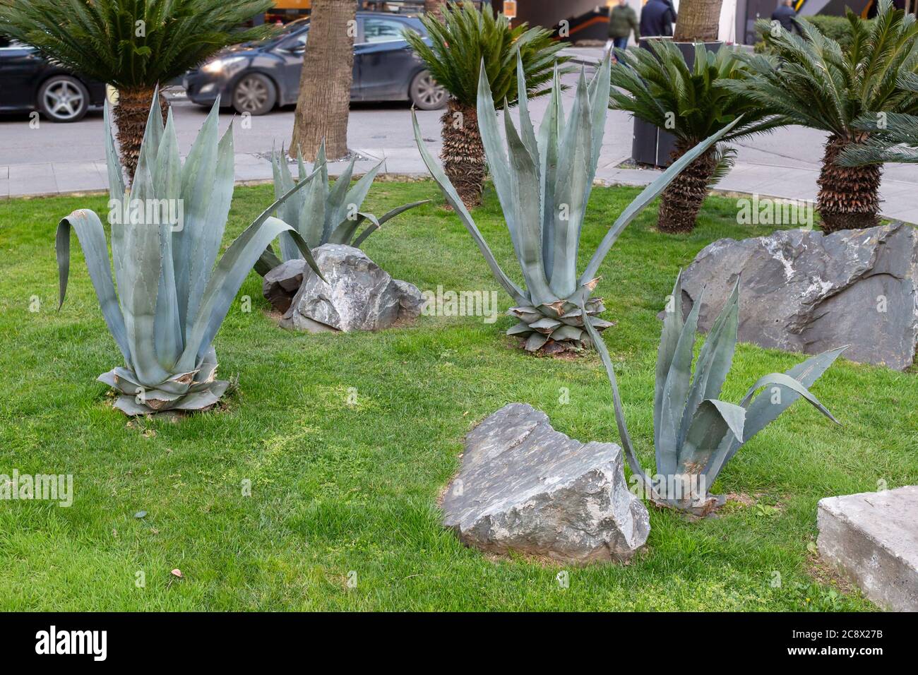 Large size Agave Americana Plants in Fulya of Istanbul / Turkey Stock ...