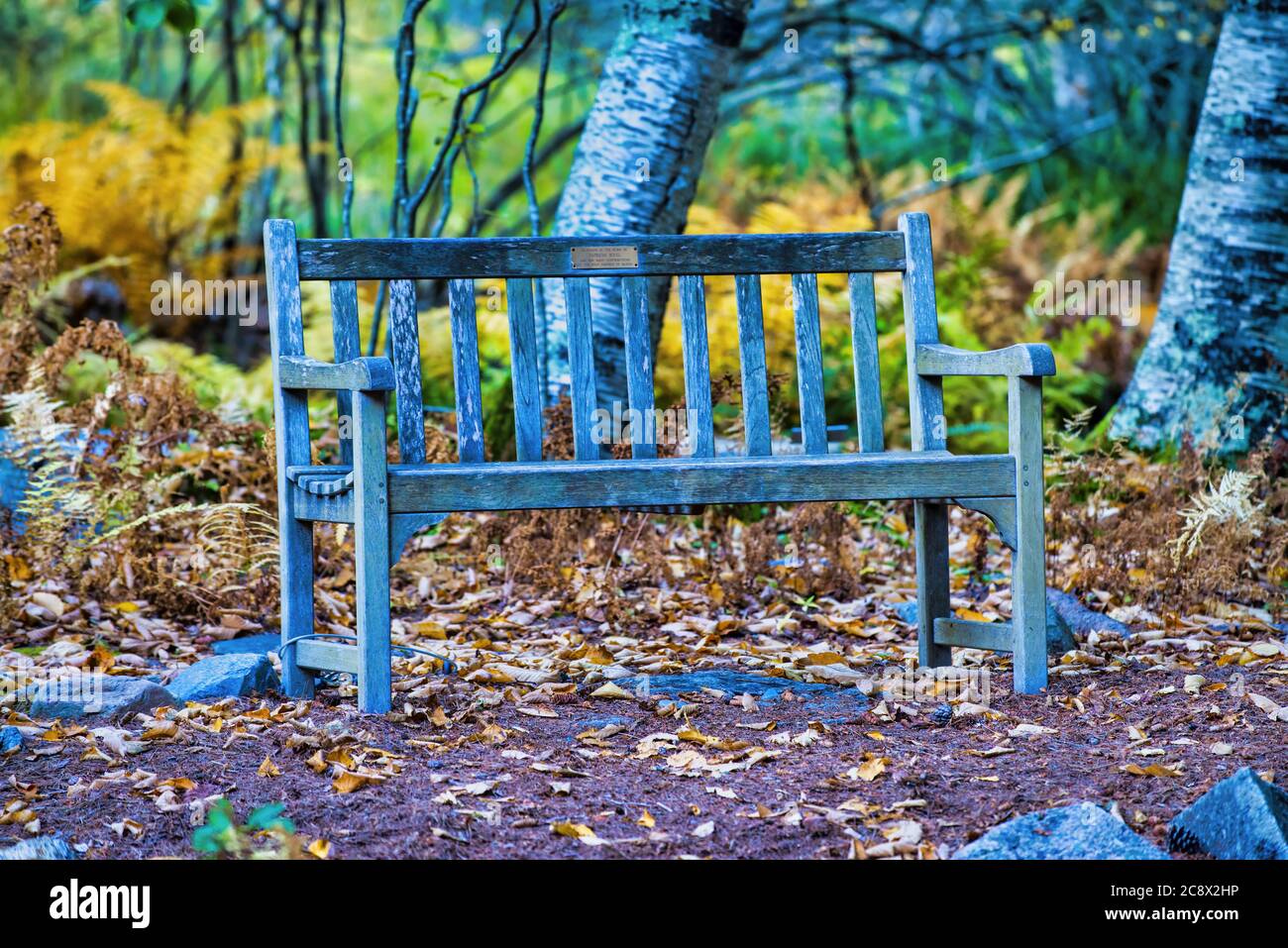 Beautiful bench in the woods, foliage season. Relax concept Stock Photo ...