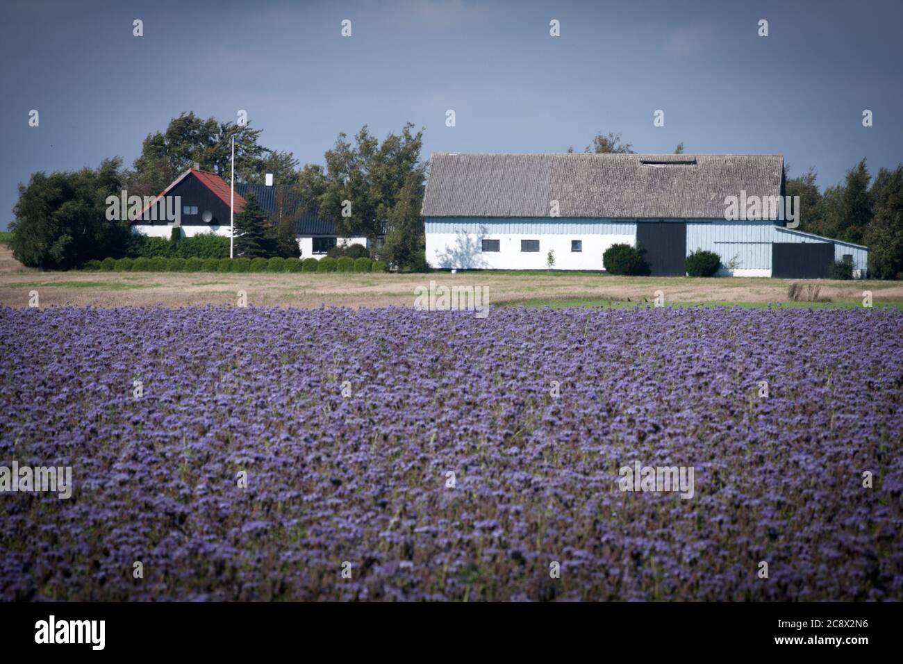 SCANIA, SWEDEN ON SEPTEMBER 06, 2011. View of endless flower fields ...