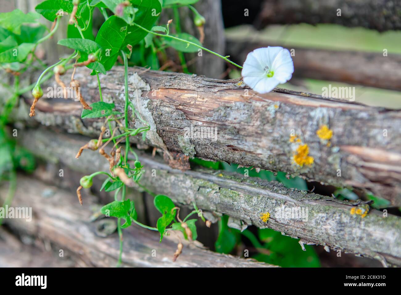 Uncultivated plants hi-res stock photography and images - Alamy