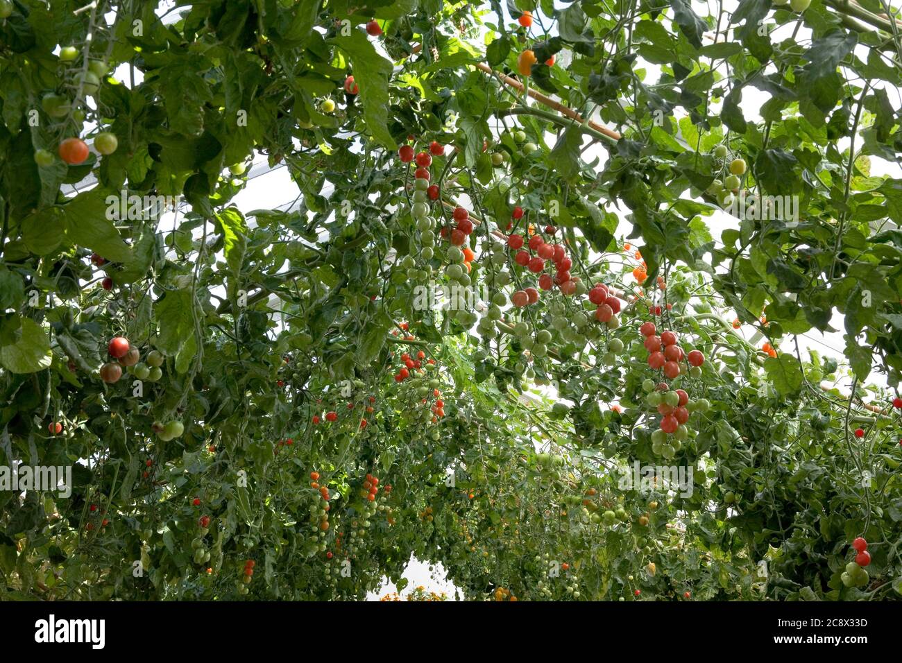 A profusion of climbing tomatoes (F1 hybrid Sweet Petit) ripening in a ...