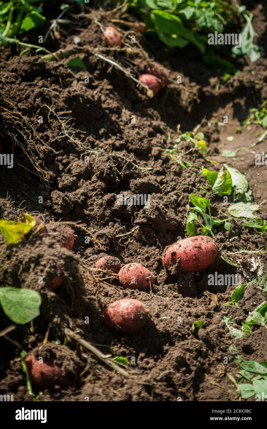 Fresh potato harvest. Organic potatoes in the field, harvesting ...