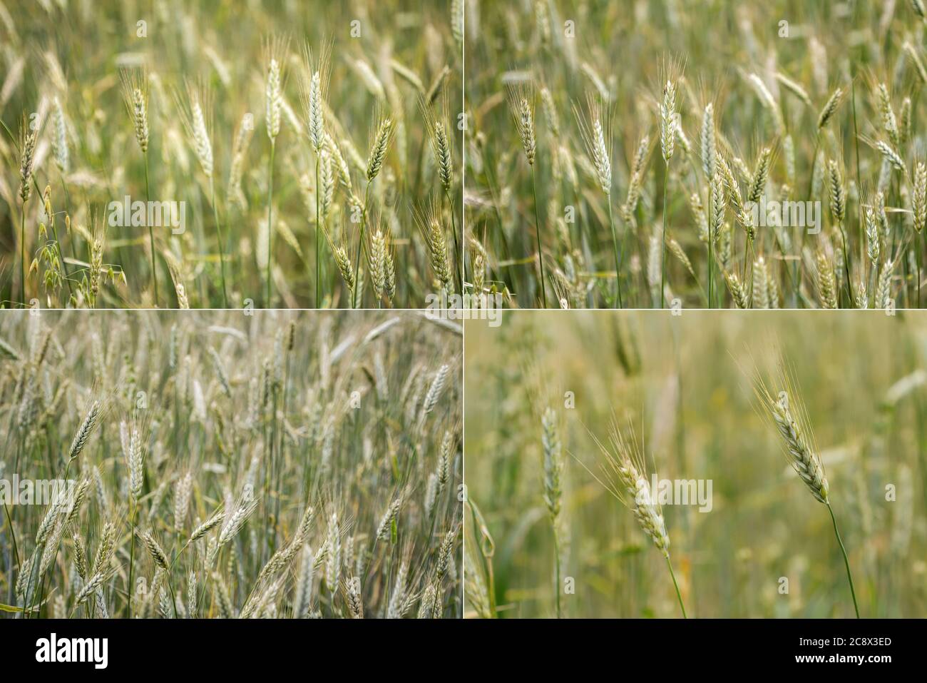 Wheat field images hi-res stock photography and images - Alamy