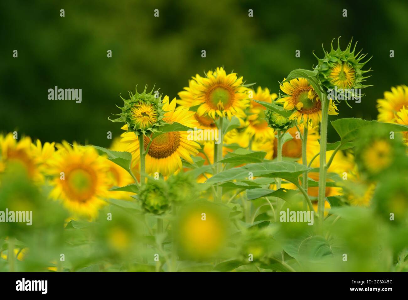 Stages of blooming hi-res stock photography and images - Alamy