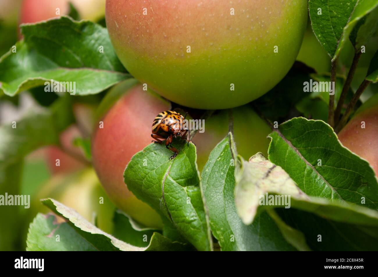 colorado potato beetle on apple tree leaves,plant in garden Stock Photo ...