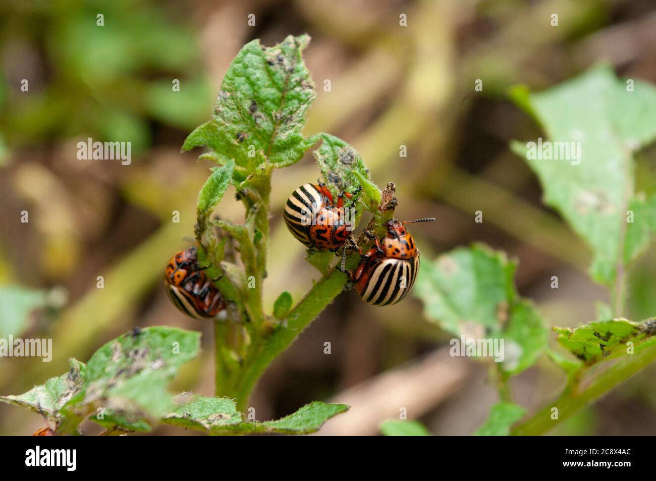 Bug Eating Leaves High Resolution Stock Photography and Images - Alamy
