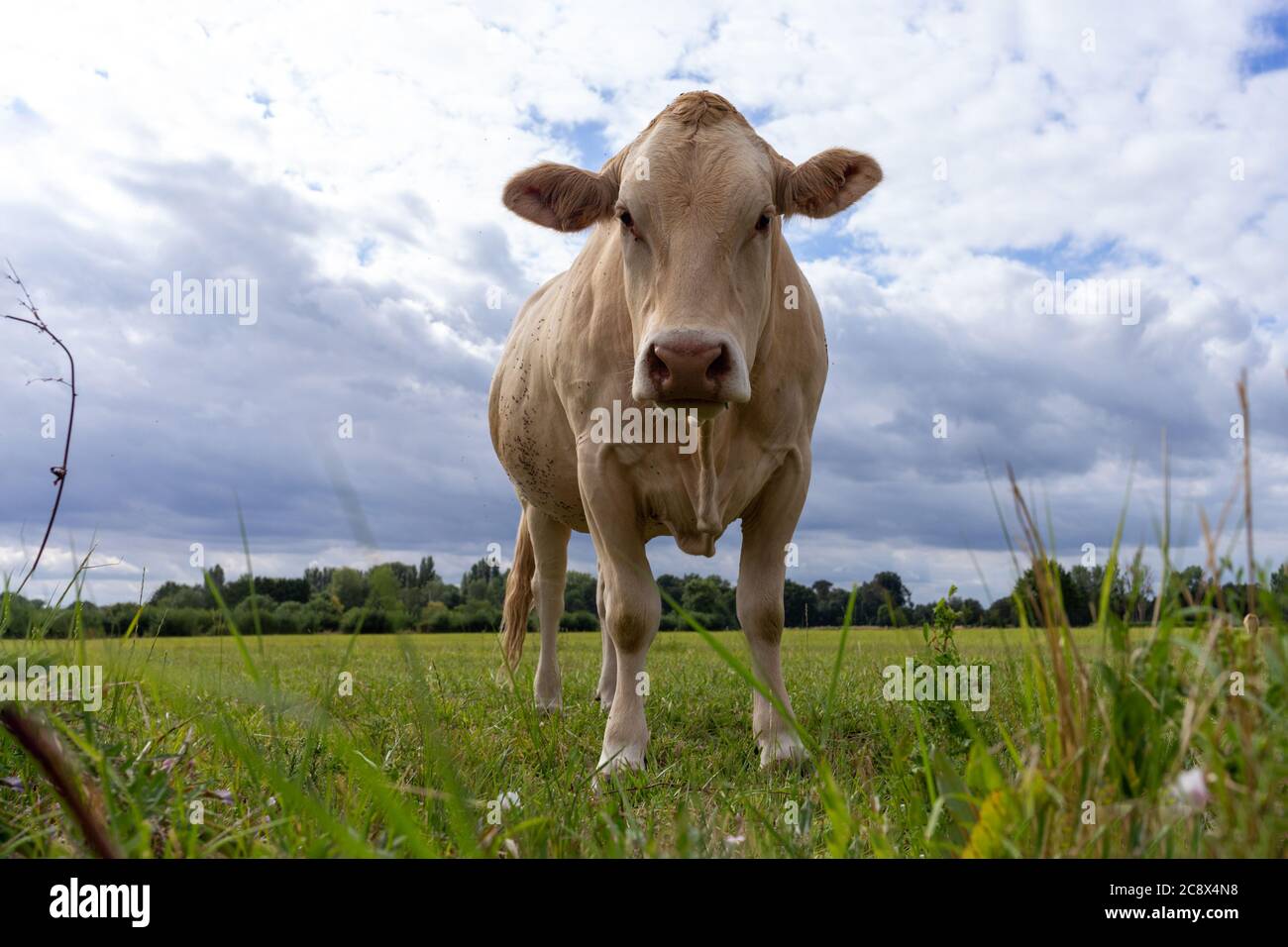 white cow looks into camera, over summer grassland with cloudy sky ...