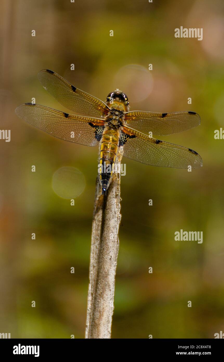 Four Spotted Chaser Stock Photo - Alamy