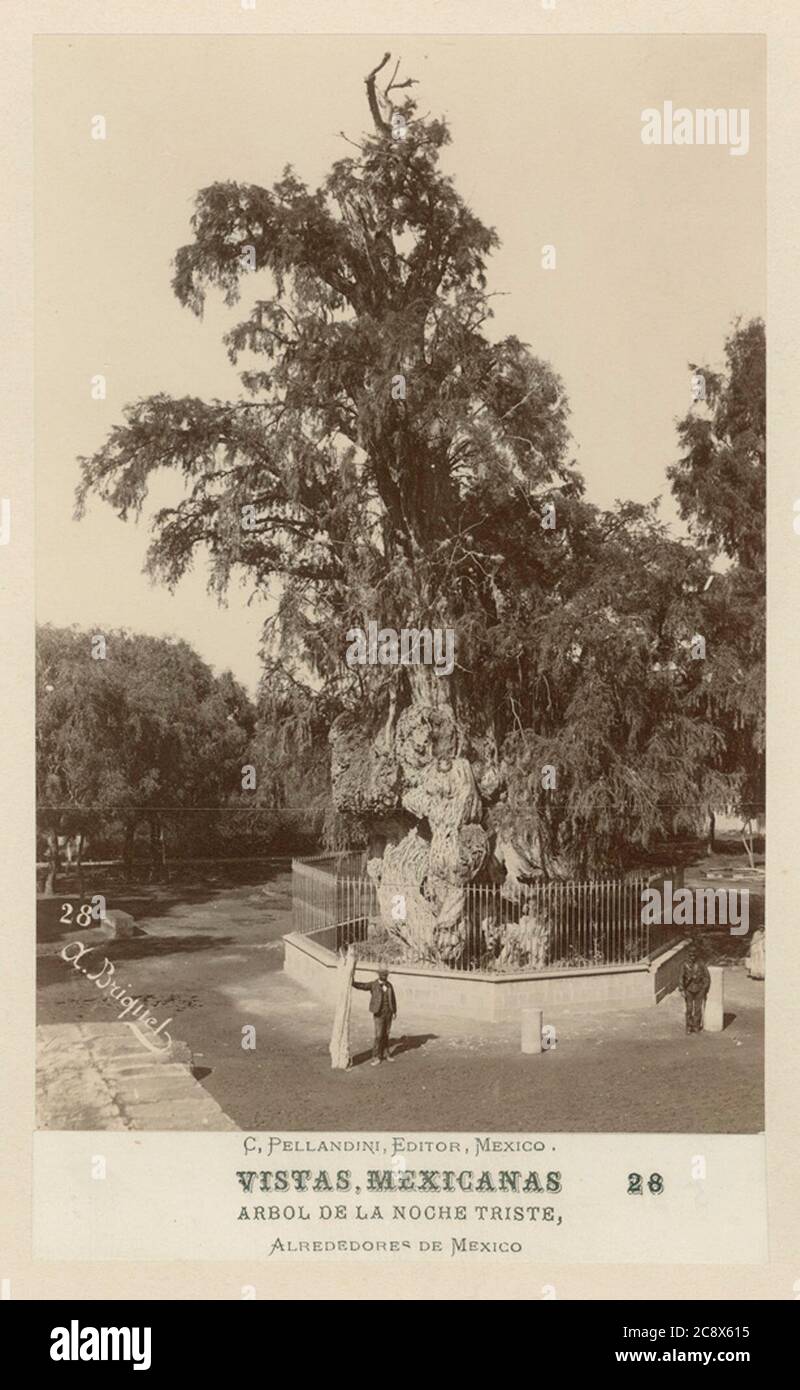 árbol triste hi-res stock photography and images - Alamy