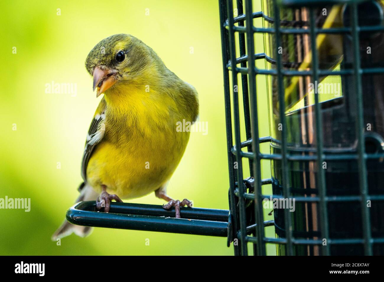 Female American Goldfinch Bird Hi Res Stock Photography And Images Alamy