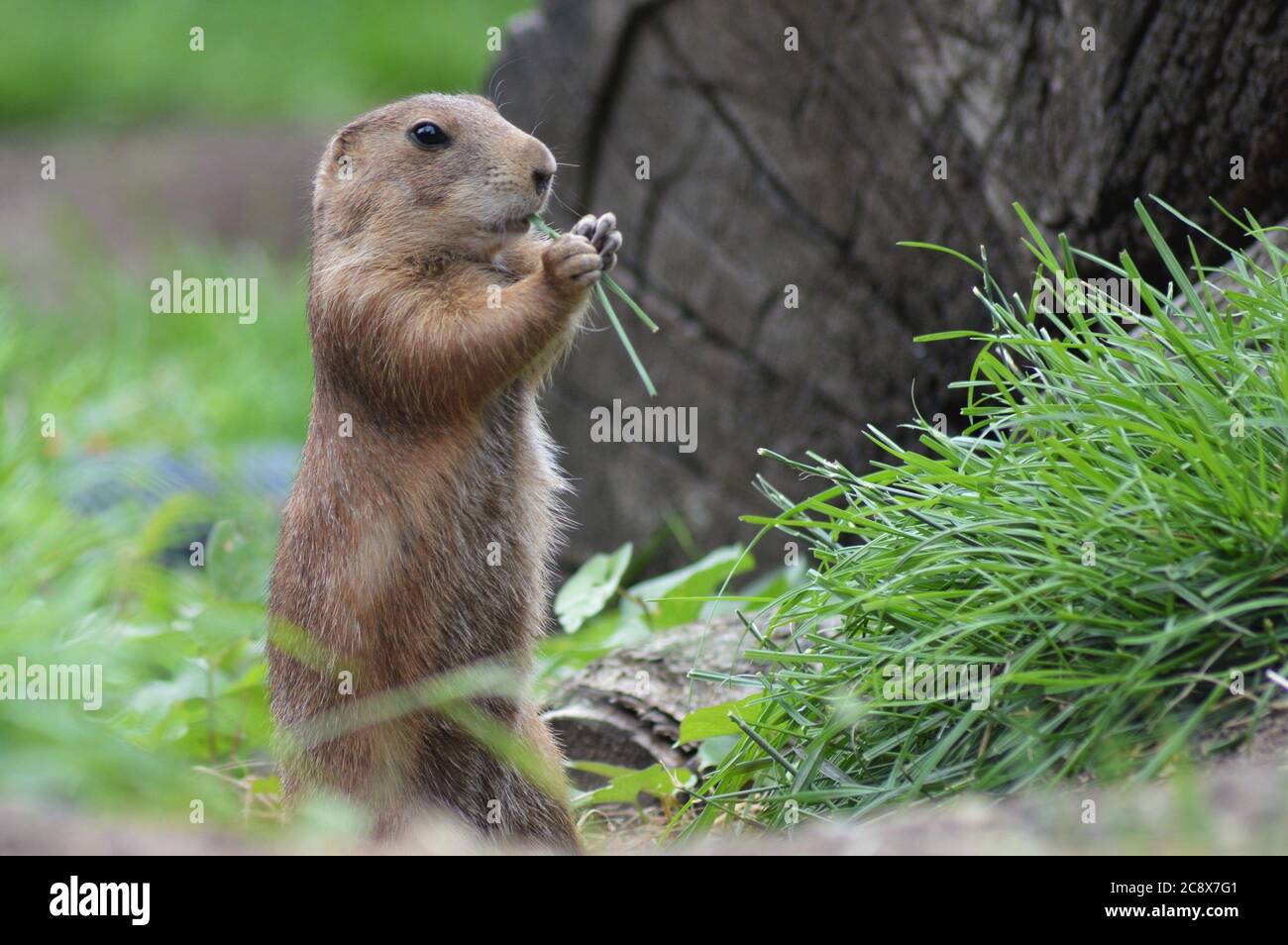 The food is nibble zoology hi-res stock photography and images - Alamy