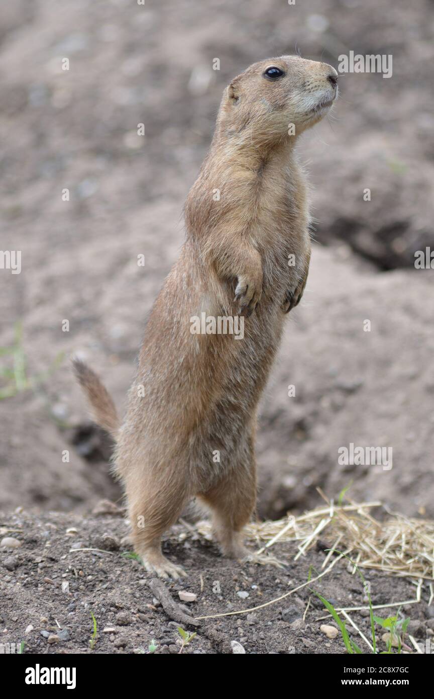 Prairie dog on lookout Stock Photo - Alamy