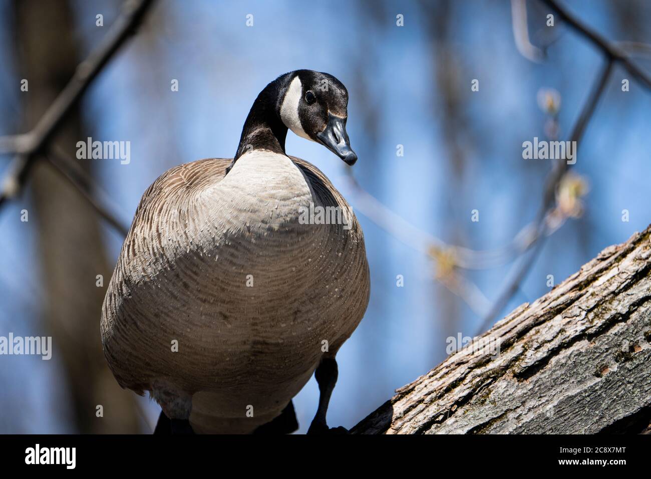 Avian tree hi-res stock photography and images - Alamy
