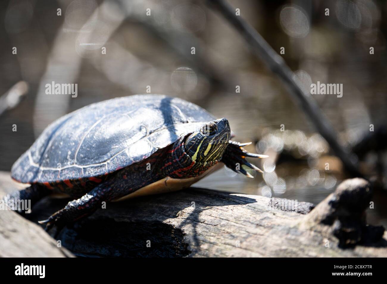 Painted turtle on log hi-res stock photography and images - Alamy