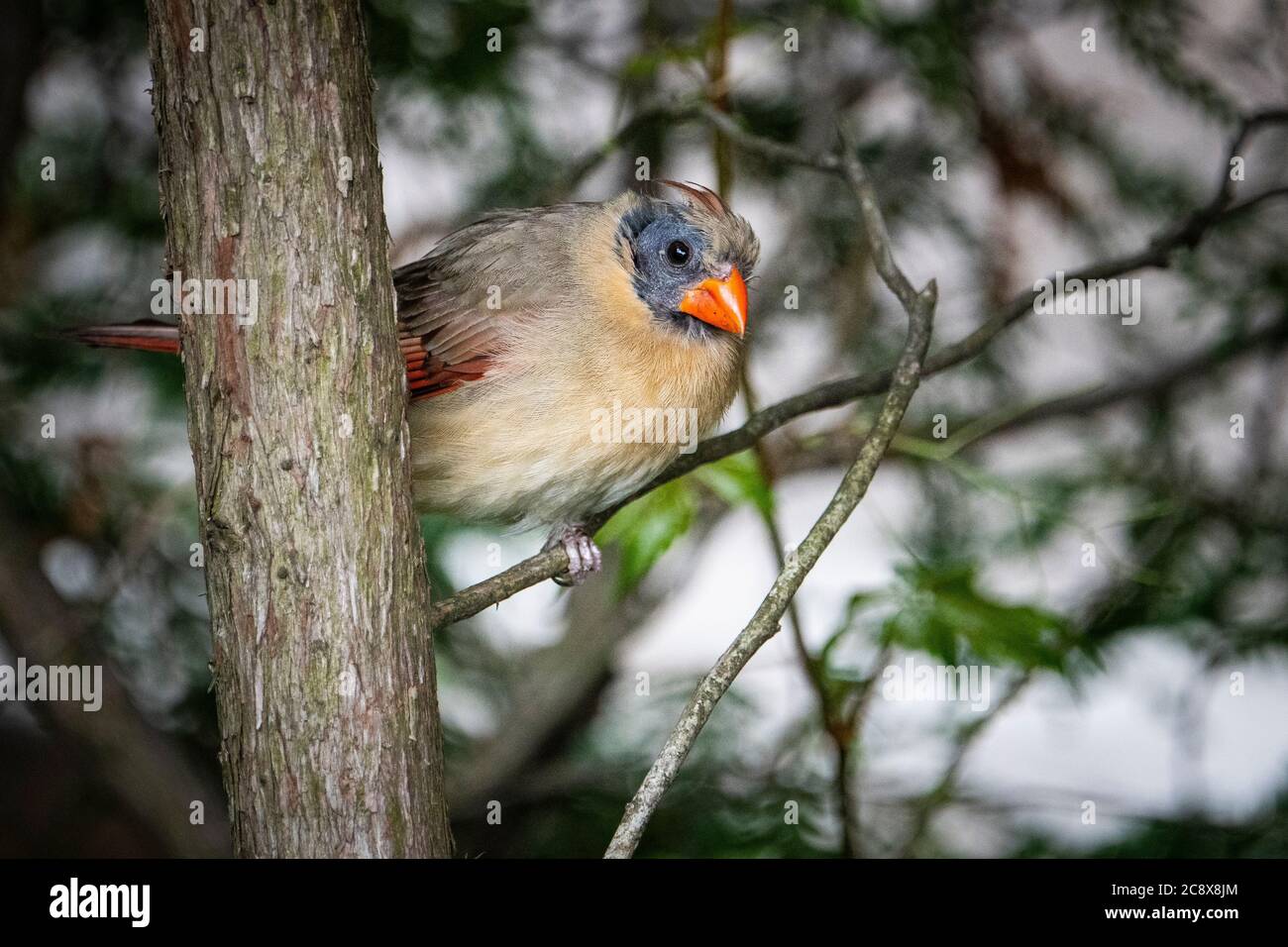 Perched female Northern Cardinal molting Stock Photo - Alamy