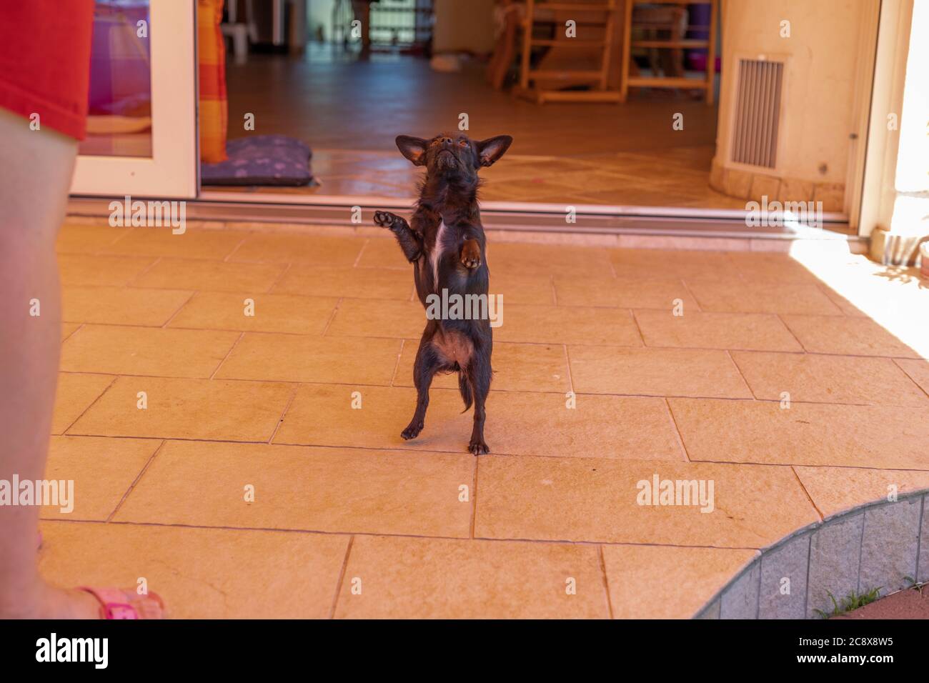 Chipoo dog hi-res stock photography and images - Alamy