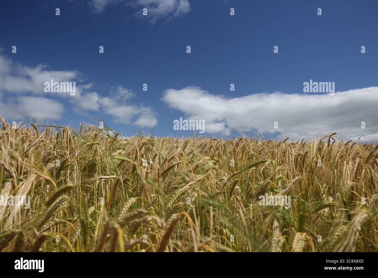 Uk wheat crop 2020 hi-res stock photography and images - Alamy
