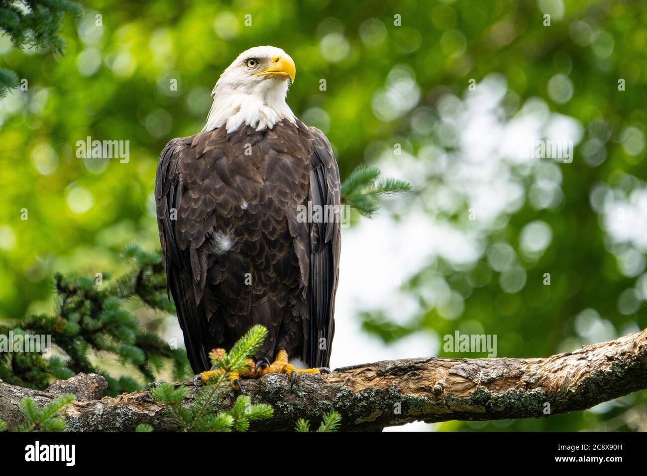 Bald eagle perched high in a tree over a lake in a national park Stock ...