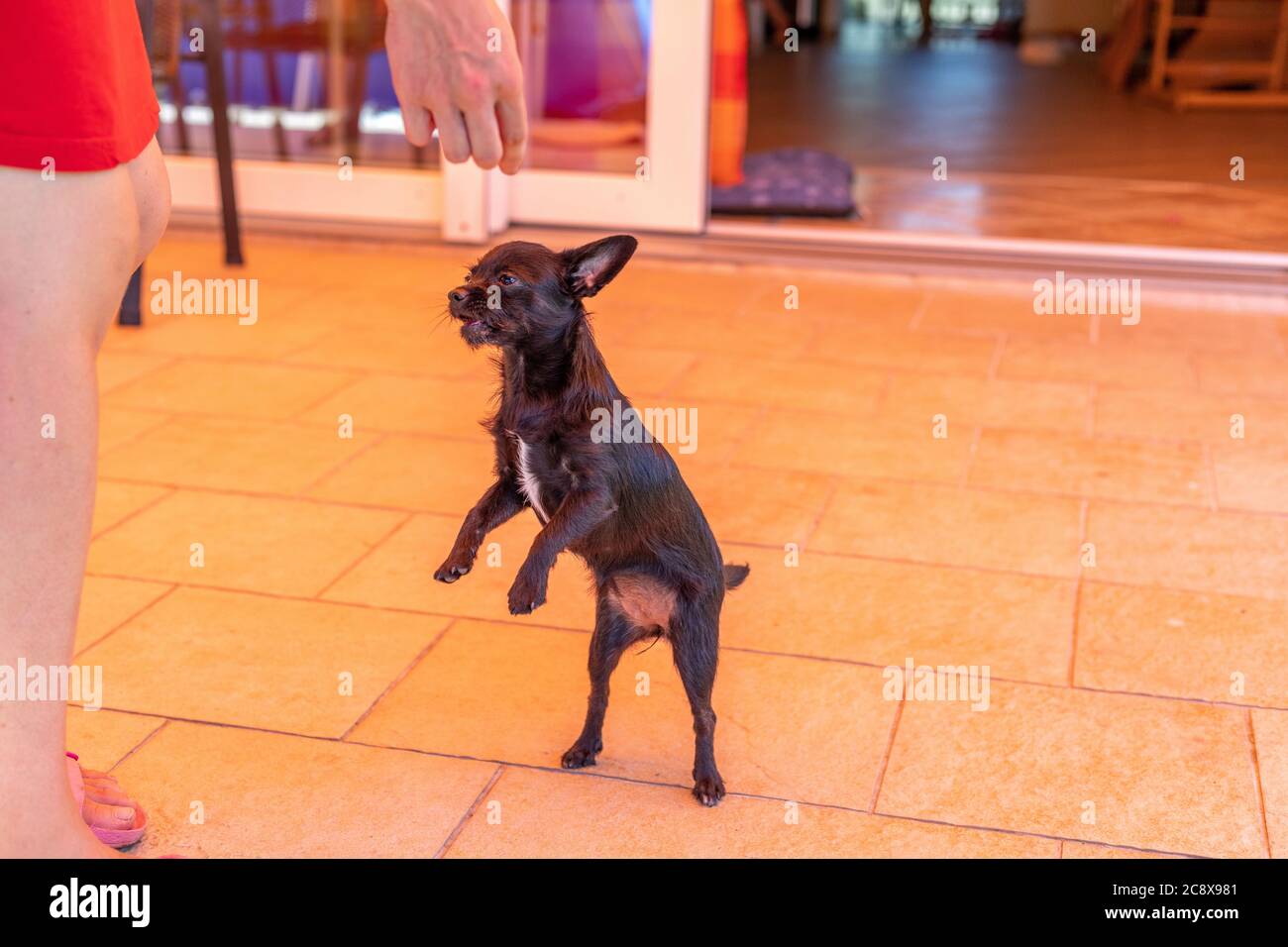 beautiful little dog is dancing for food, Chipoo Dog Stock Photo - Alamy
