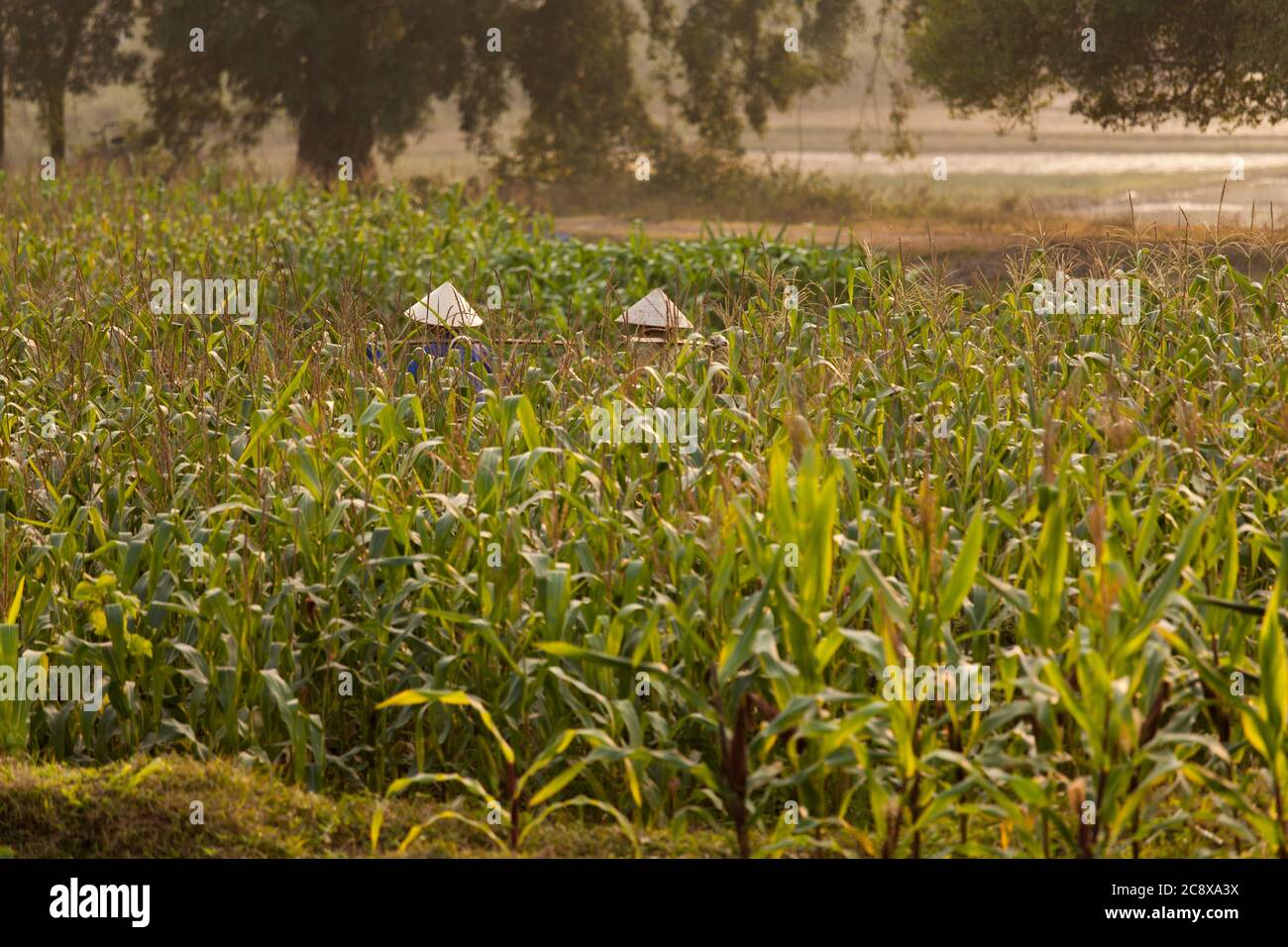Corn field in north Vietnam with 2 workers in traditional conical hats ...