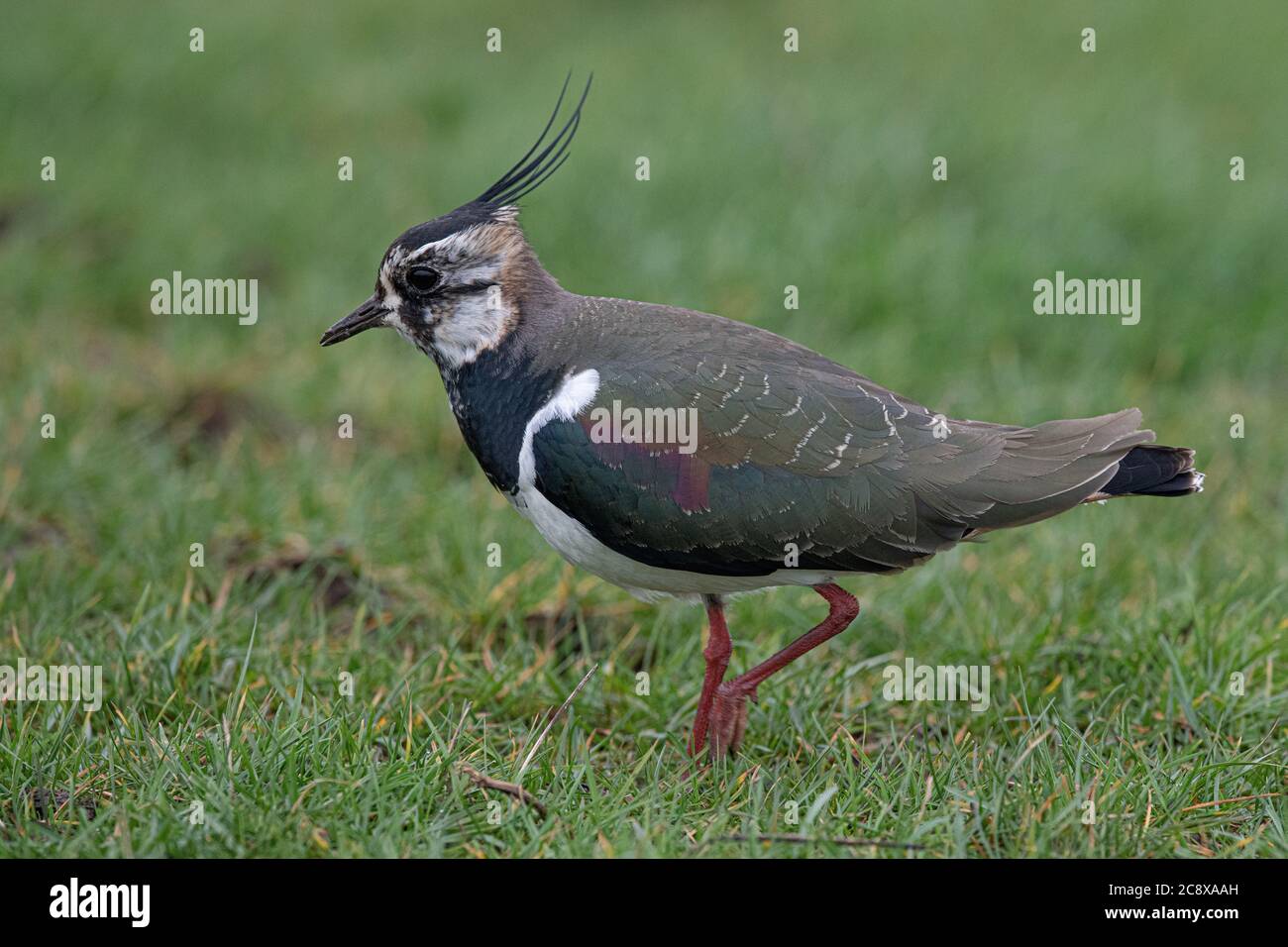 Lapwing uk birds hi-res stock photography and images - Alamy