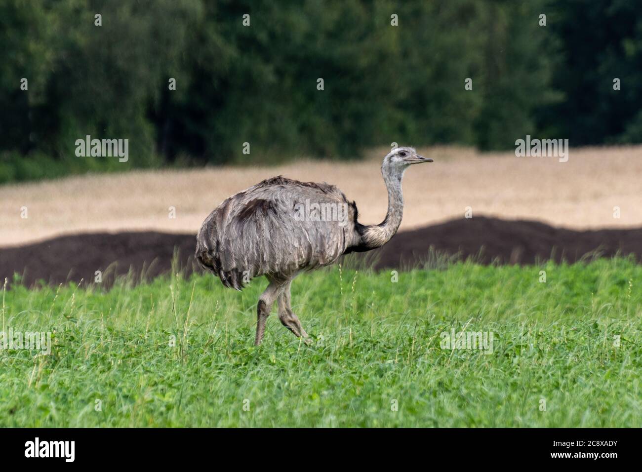 Baby nandu hi-res stock photography and images - Alamy