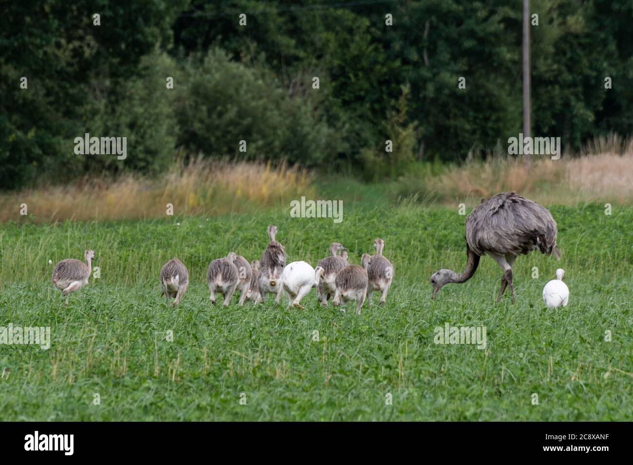 Baby nandu hi-res stock photography and images - Alamy