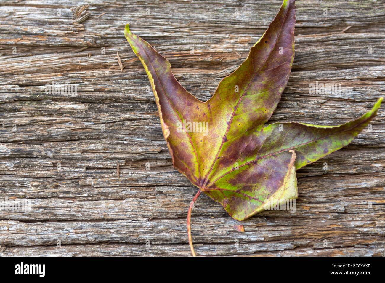 Maple leaf, a tree of the genus Acer, reaching a few meters in height ...