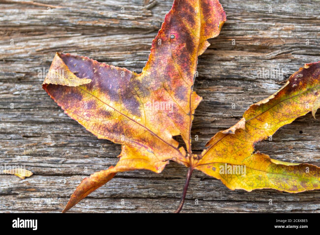 Maple leaf, a tree of the genus Acer, reaching a few meters in height ...
