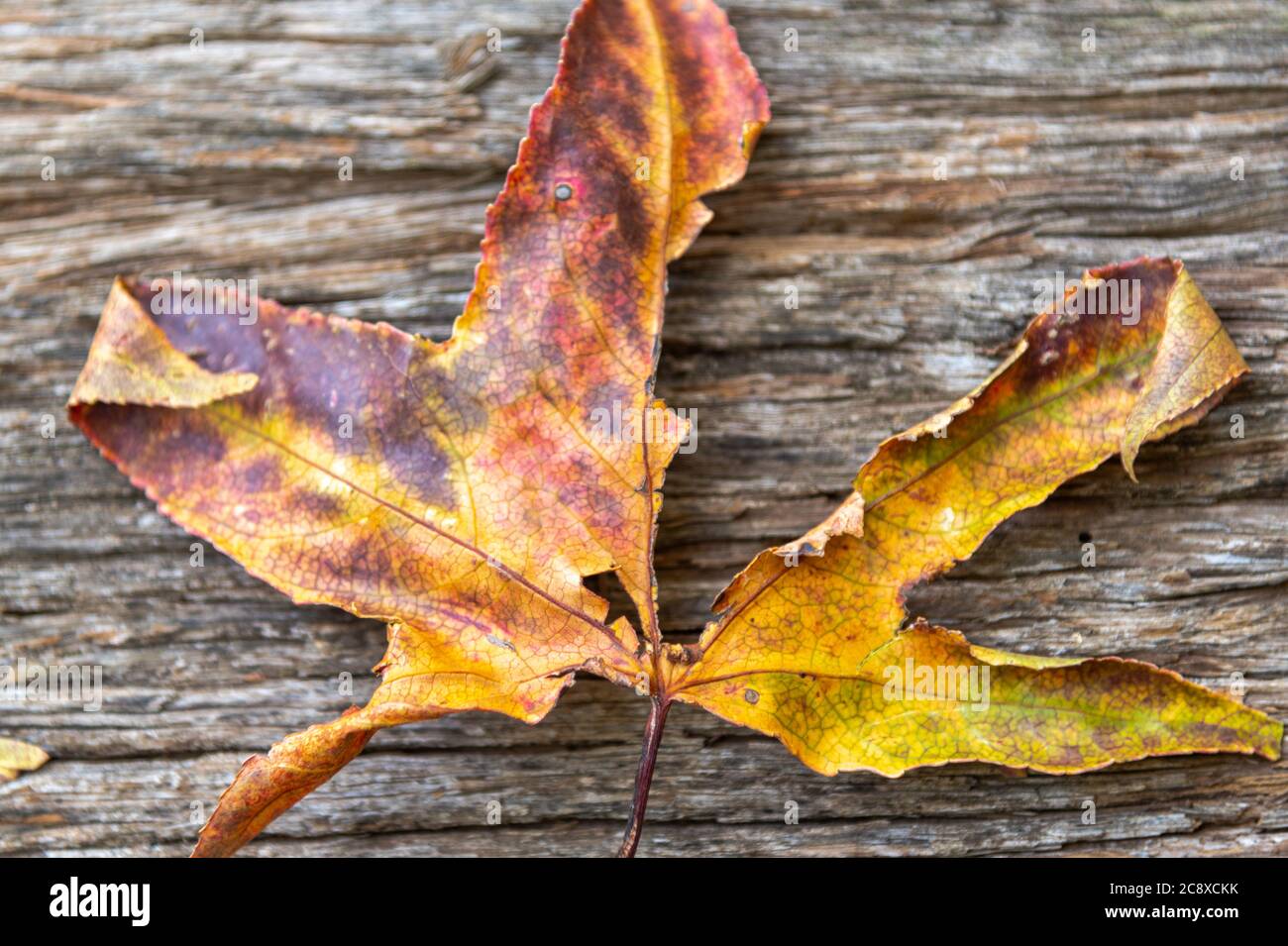 Maple leaf, a tree of the genus Acer, reaching a few meters in height ...