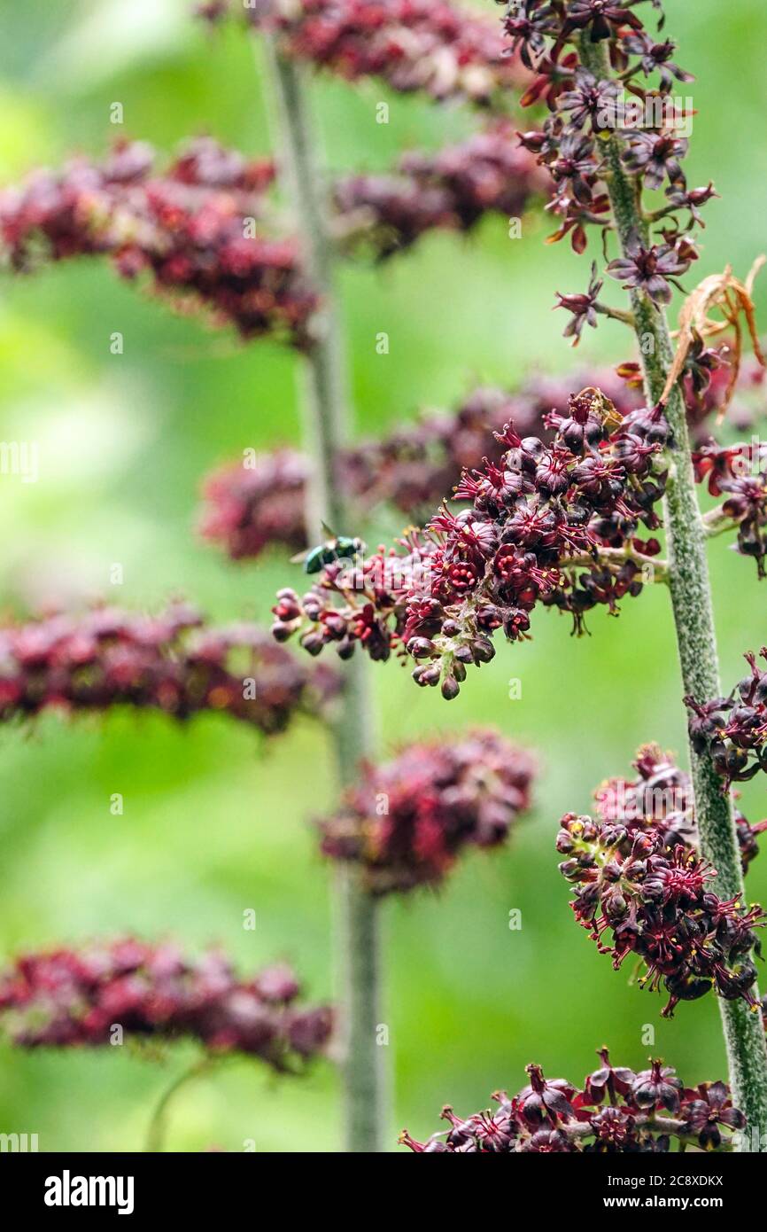 Black False Hellebore Veratrum nigrum Stock Photo - Alamy