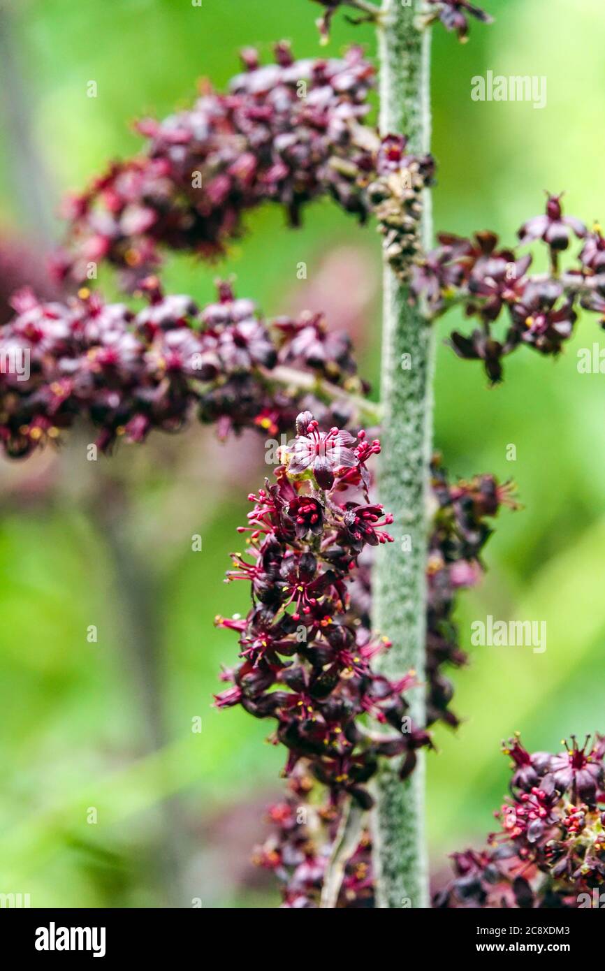 False black hellebore hi-res stock photography and images - Alamy