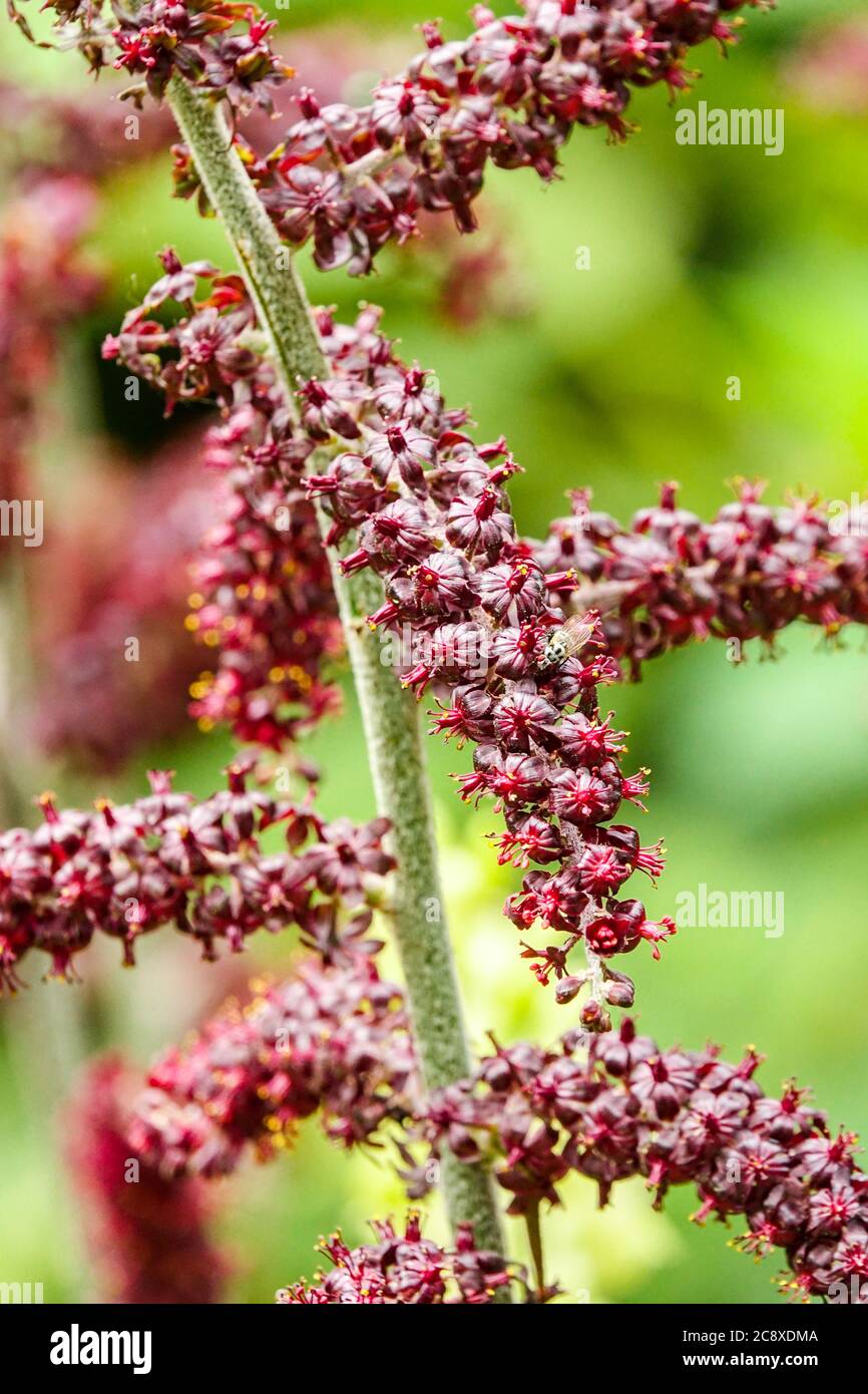 Black False Hellebore Veratrum nigrum Stock Photo - Alamy