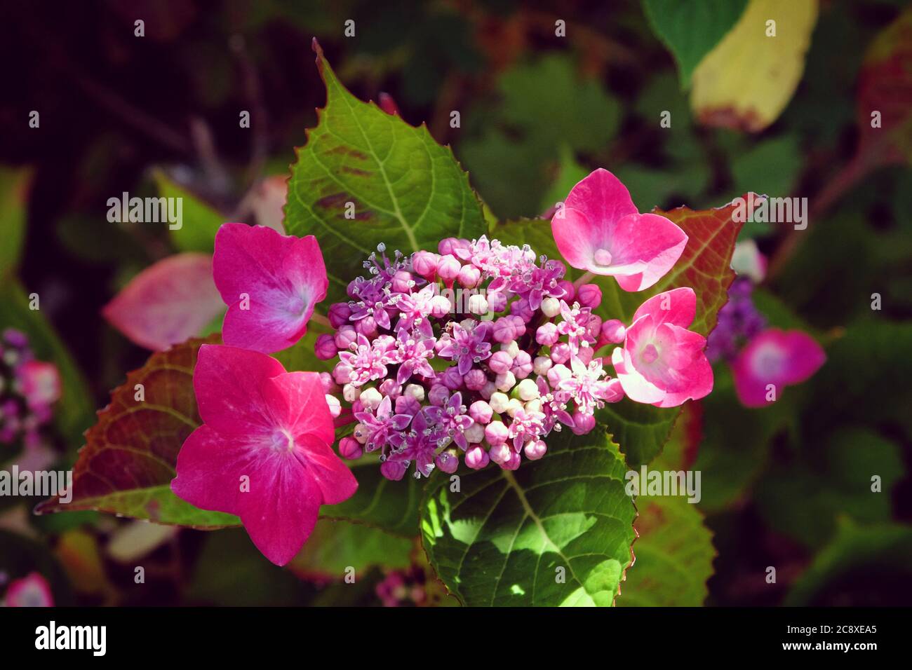 Lace cap hydrangea hi-res stock photography and images - Alamy