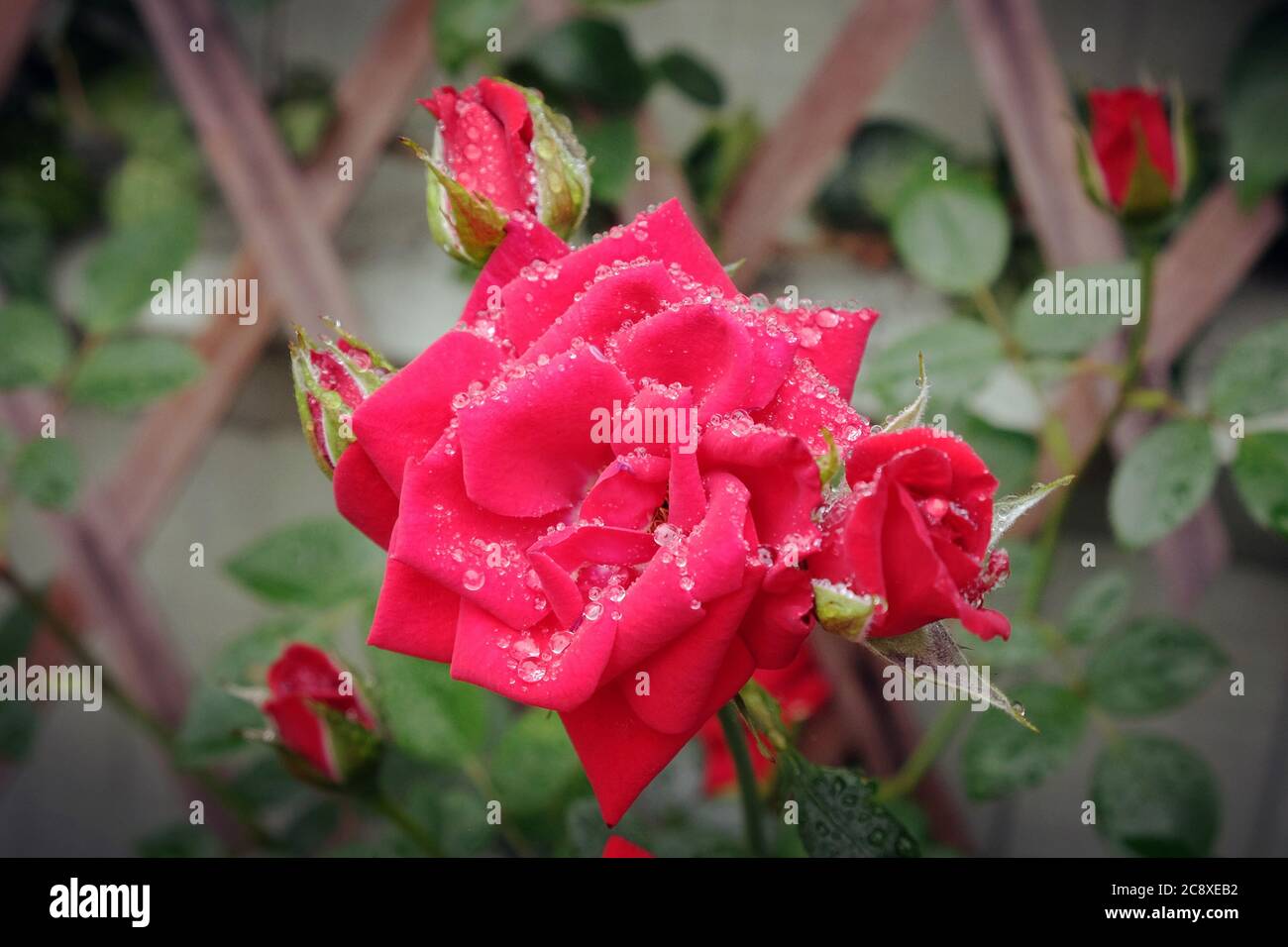 Rain drops on red roses Stock Photo - Alamy