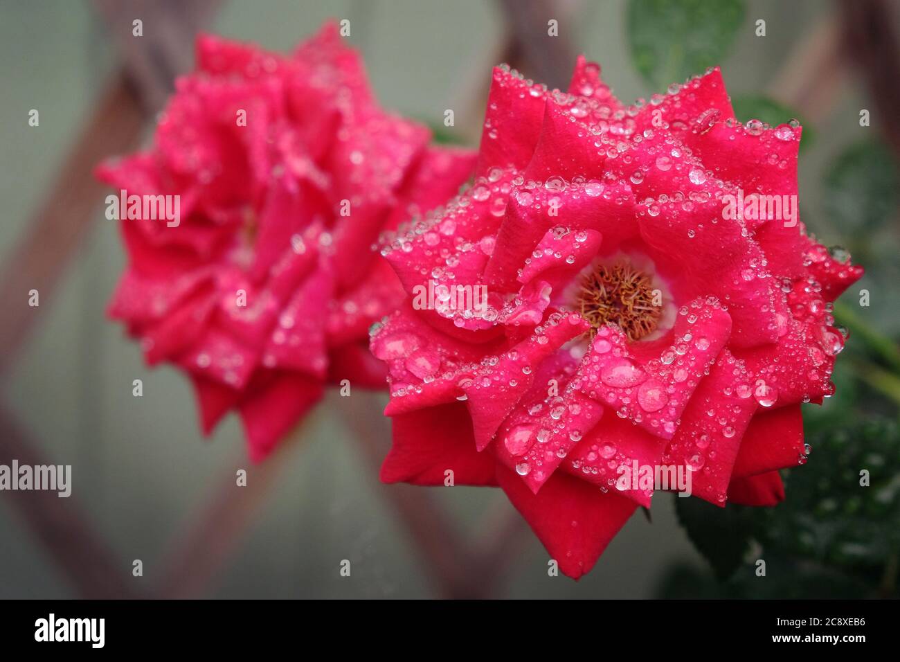 Rain drops on red roses Stock Photo - Alamy